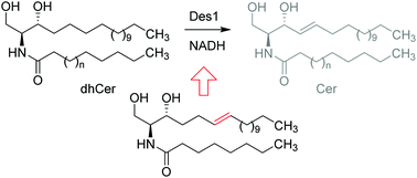 From the configurational preference of dihydroceramide desaturase-1 ...