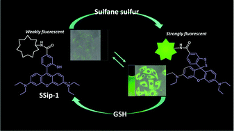 Development of a reversible fluorescent probe for reactive sulfur ...