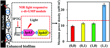 A near-infrared light responsive c-di-GMP module-based AND logic gate ...