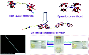 In situ supramolecular polymerization promoted by the marriage of dynamic covalent bonding and ...