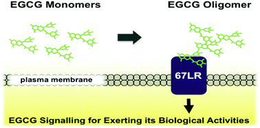 Oligomer formation of a tea polyphenol, EGCG, on its sensing molecule ...