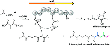 The polyketide backbone of thiolactomycin is assembled by an unusual ...