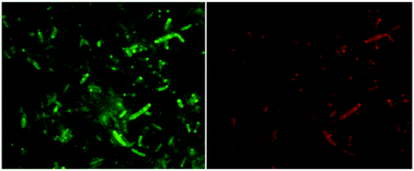 moxDendra2: an inert photoswitchable protein for oxidizing environments ...