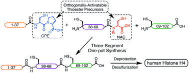 One-pot native chemical ligation by combination of two orthogonal ...