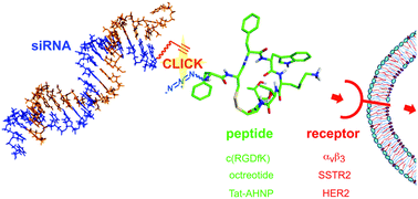 Efficient siRNA–peptide conjugation for specific targeted delivery into ...