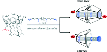 Encapsulation of biogenic polyamines by carboxylcalix[5]arenes: when ...