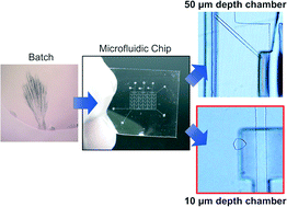 A microfluidic-based protein crystallization method in 10 micrometer ...