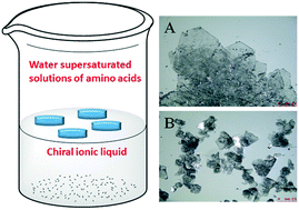 Crystallization of amino acids at the chiral ionic liquid/water ...