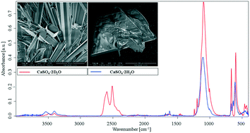 Observing non-classical crystallisation processes in gypsum via ...