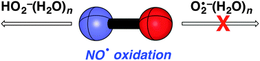 Oxidation of NO˙ by small oxygen species HO2− and O2˙−: the role of ...