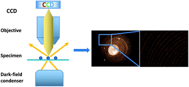 Direct observation of nanoparticle multiple-ring pattern formation ...