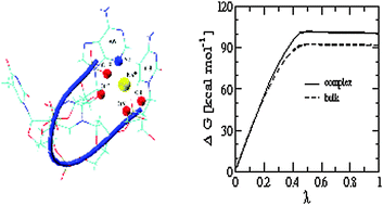 Exploring ion induced folding of a single-stranded DNA oligomer from ...