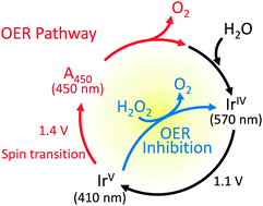 Legitimate intermediates of oxygen evolution on iridium oxide revealed ...