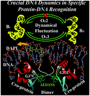 Ultrafast differential flexibility of Cro-protein binding domains of ...