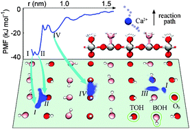 Molecular mechanics of the cooperative adsorption of a Pro-Hyp-Gly ...