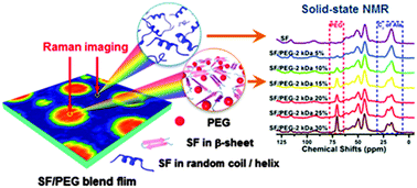 In situ microscopic studies on the structures and phase behaviors of SF ...