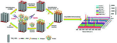 Bifunctional 4MBA mediated recyclable SERS-based immunoassay induced by ...