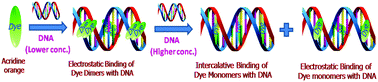 Unraveling multiple binding modes of acridine orange to DNA using a ...