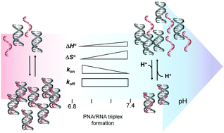 Triplex-forming PNA modified with unnatural nucleobases: the role of ...