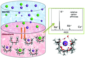 On the ionophoric selectivity of nonactin and related macrotetrolide ...