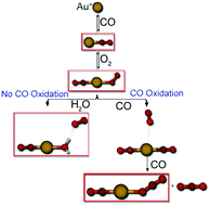 Water inhibits CO oxidation on gold cations in the gas phase ...