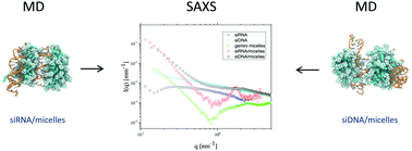 Complexation of short ds RNA/DNA oligonucleotides with Gemini micelles ...