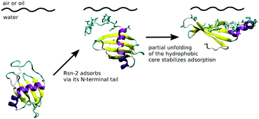 Adsorption of the natural protein surfactant Rsn-2 onto liquid ...