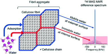 Water in cellulose: evidence and identification of immobile and mobile ...
