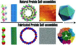 Protein self-assembly via supramolecular strategies - Chemical Society Reviews (RSC Publishing)