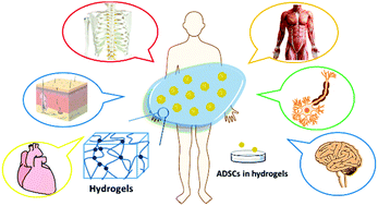 Hydrogel scaffolds for differentiation of adipose-derived stem cells ...