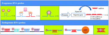 Recent advances in high-performance fluorescent and bioluminescent RNA ...