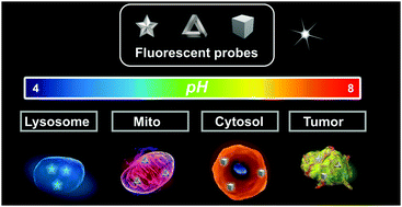Fluorescent bioimaging of pH: from design to applications - Chemical ...