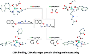 Mixed-ligand copper(ii) Schiff base complexes: the role of the co-ligand in DNA binding, DNA ...