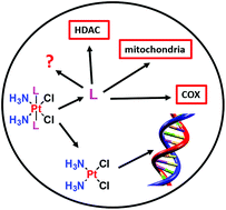 Platinum(iv) anticancer prodrugs – hypotheses and facts - Dalton ...
