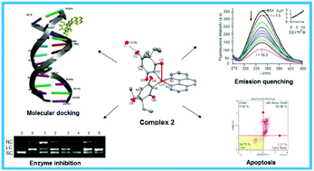 Ni(ii)/Cu(ii)/Zn(ii) 5,5-diethylbarbiturate complexes with 1,10-phenanthroline and 2,2 ...