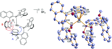 A comparison of MOP-phosphonite ligands and their applications in Rh(i ...