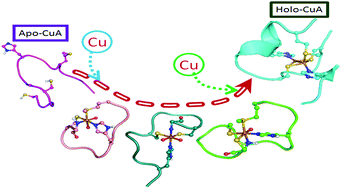 Mono-nuclear copper complexes mimicking the intermediates for the ...