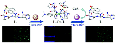 Fluorescence “on–off–on” peptide-based chemosensor for the selective ...
