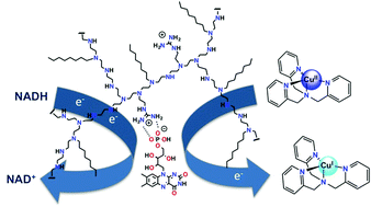 Reduction of a tris(picolyl)amine copper(ii) complex by a polymeric ...