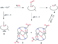 Unusual N-oxide formation in the peroxidation of cobalt(ii ...