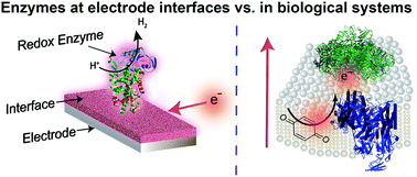 Biomimetic and bioinspired approaches for wiring enzymes to electrode ...