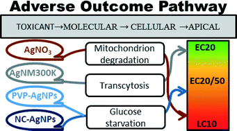 High-throughput transcriptomics reveals uniquely affected pathways ...