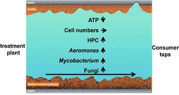 A survey of indicator parameters to monitor regrowth in unchlorinated ...