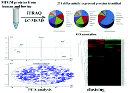 Quantitative proteomic analysis of milk fat globule membrane (MFGM ...