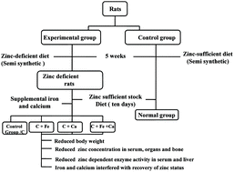 Supplemental levels of iron and calcium interfere with repletion of ...