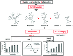 Glucitol-core containing gallotannins inhibit the formation of advanced ...