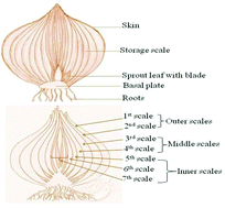 Economical and environmentally-friendly approaches for usage of onion ...