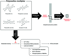 β-Secretase (BACE1) inhibitory and neuroprotective effects of p ...