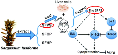 Sargassum fusiforme polysaccharides activate antioxidant defense by ...