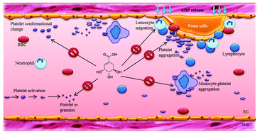 Anti-platelet and anti-thrombogenic effects of shikimic acid in ...
